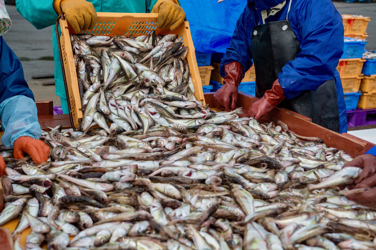 【ハタハタ】を食べよう！旬の時期や産地、おすすめの食べ方や栄養と効能について詳しく紹介 - NORTH DISH