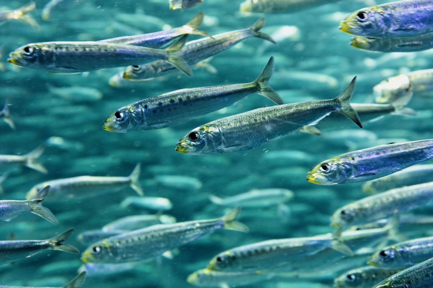 【イワシ】を食べよう!栄養and効能ガイド。種類ごとの特徴からおすすめの食べ方、食べる際の注意点もご紹介